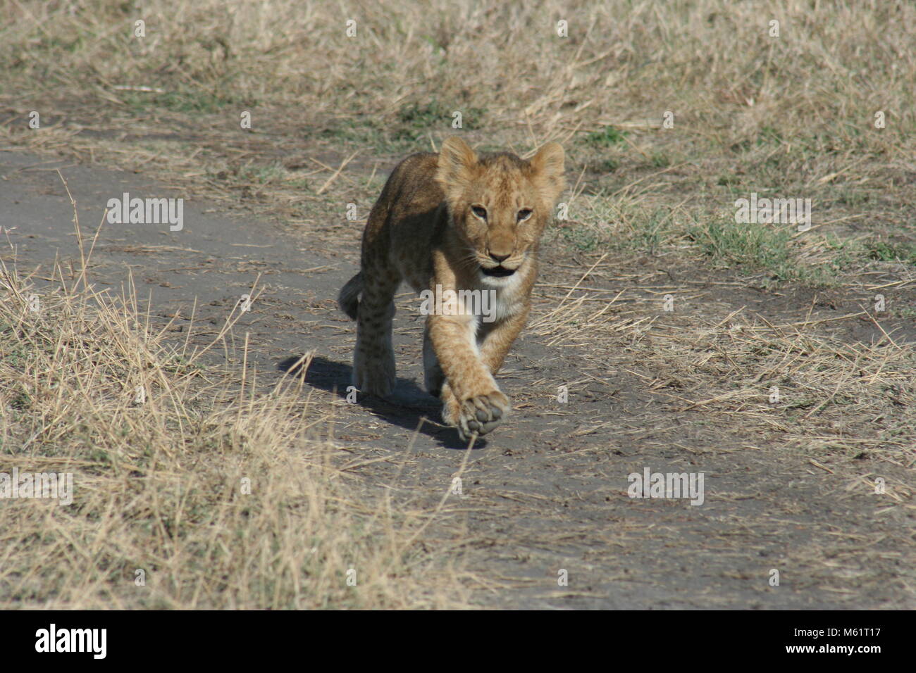 A Lion cub( Panthera Leo)simba in the heart of Masai Mara Kenya Stock ...