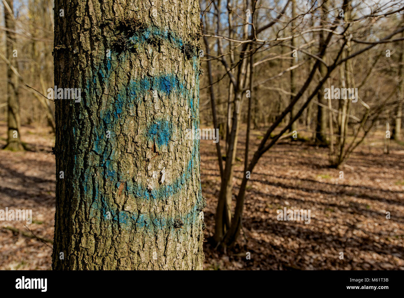 A target painted on a tree trunk in a forest - Woodland Oxfordshire ...