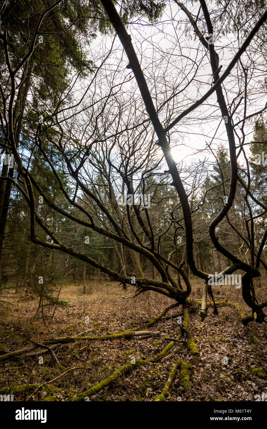 Curved tree branches growing in a woodland environment - Woodland ...