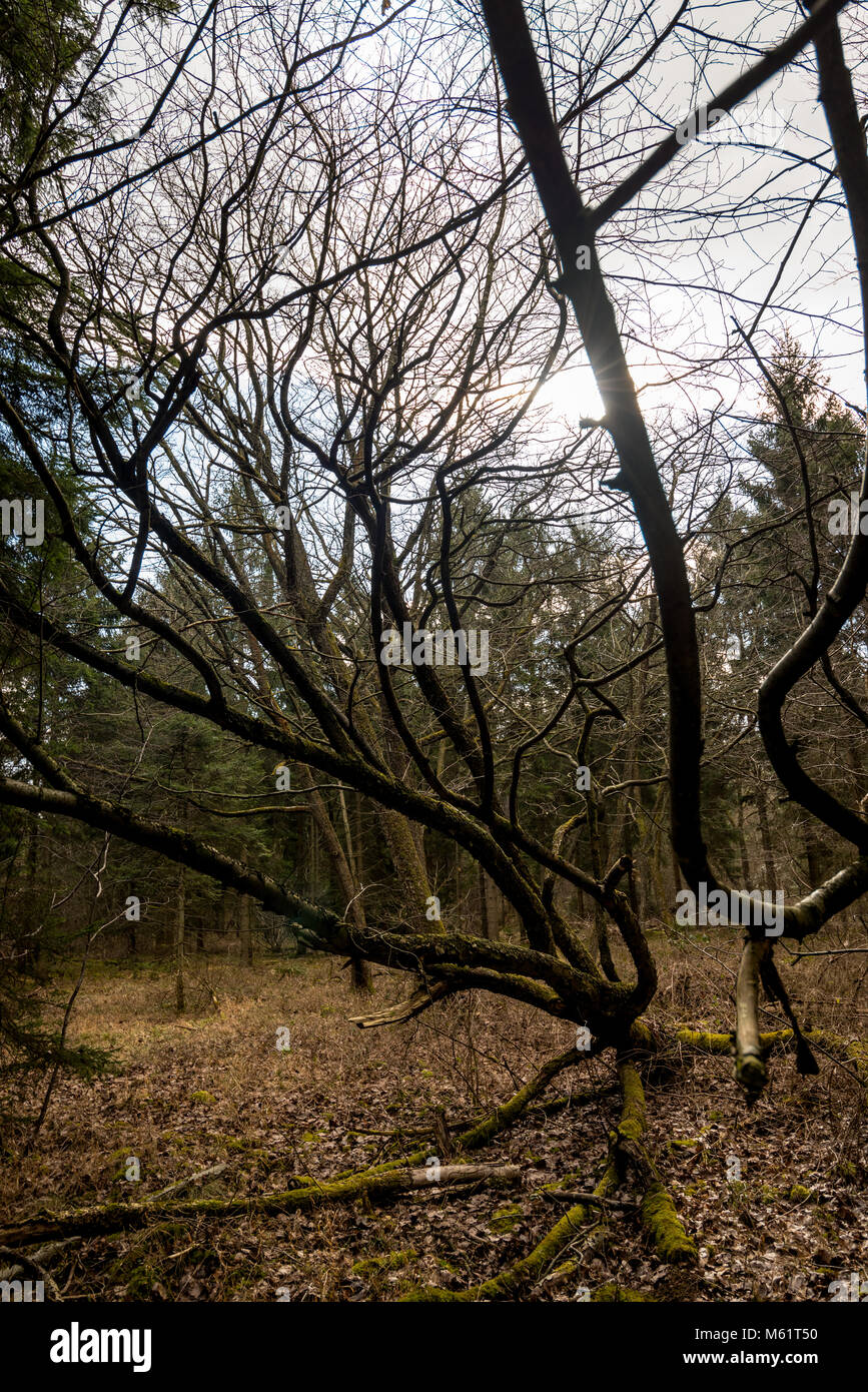 Curved tree branches growing in a woodland environment - Woodland ...