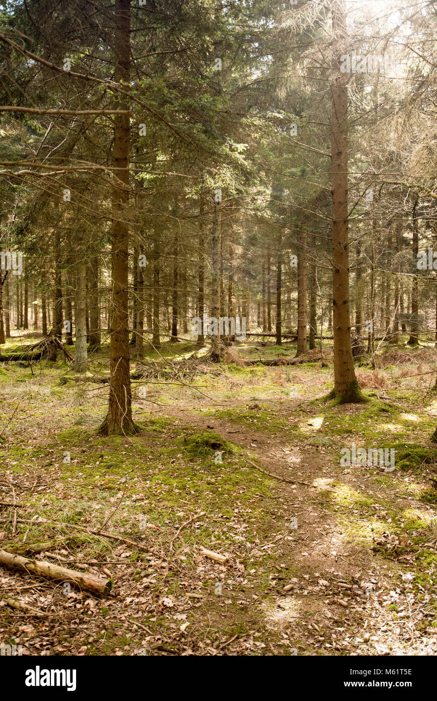 Woodland background hi-res stock photography and images - Alamy