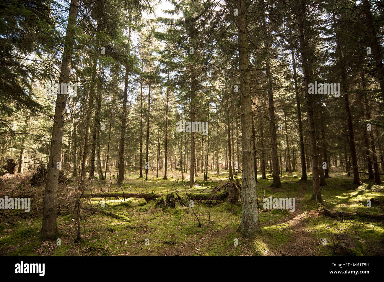 Woodland background hi-res stock photography and images - Alamy