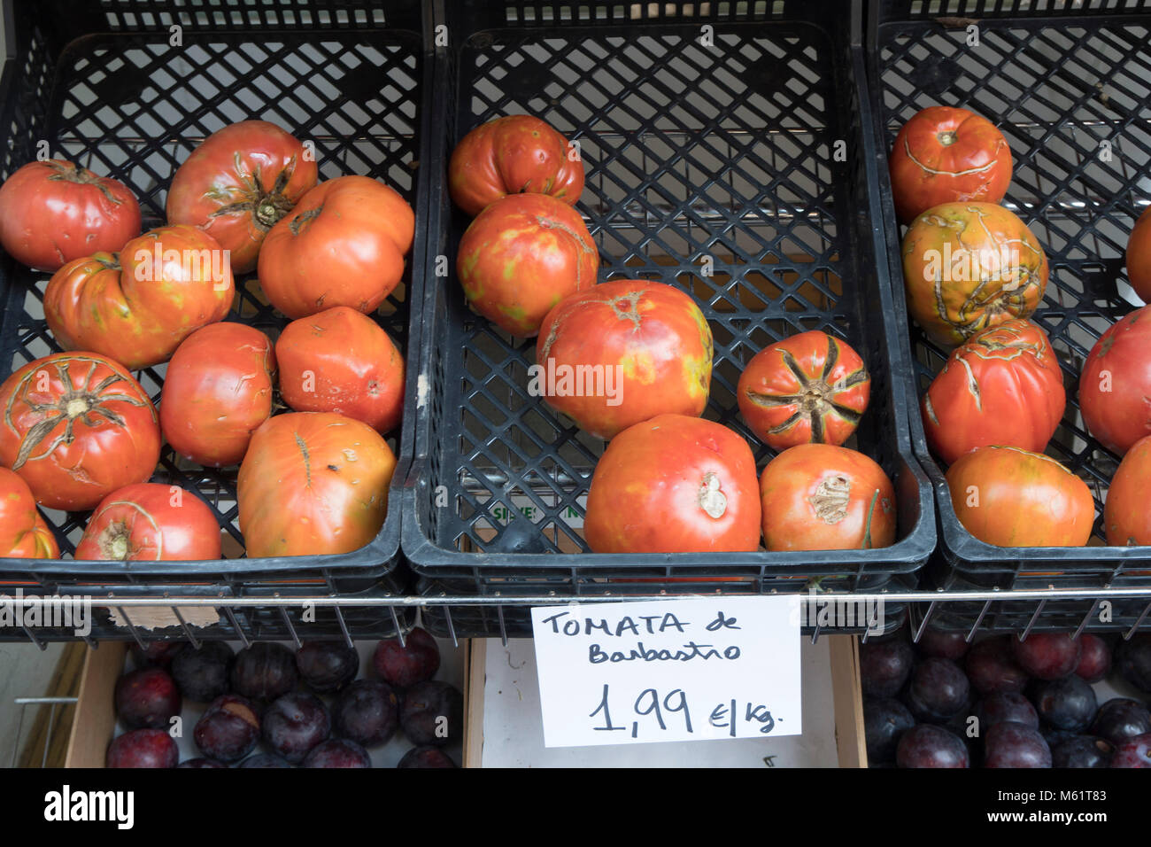 Catalan local tomato varieties in Girona - Tomato de Barbastro Stock ...