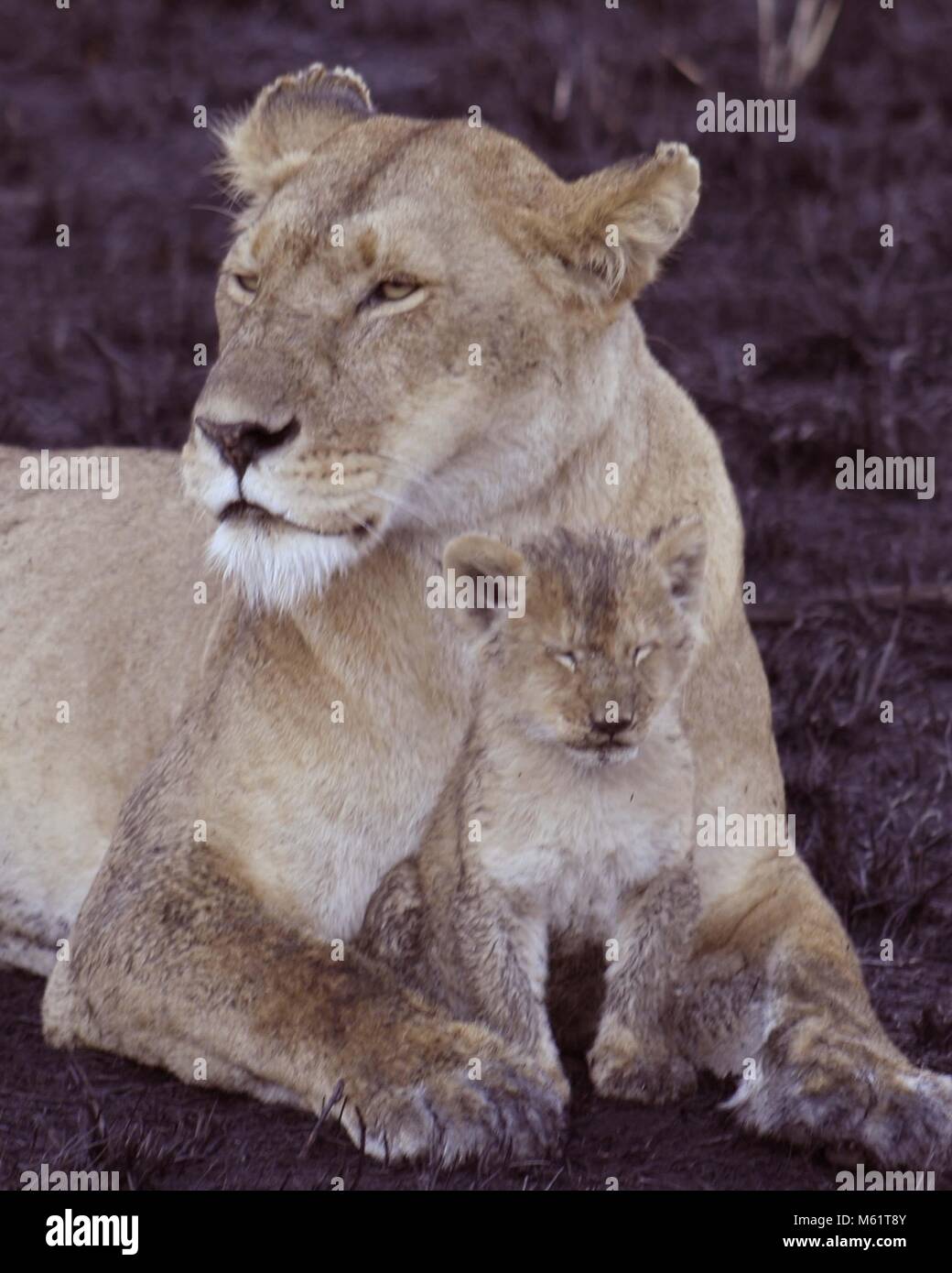 A Lion cub( Panthera Leo)simba in the heart of Masai Mara Kenya Stock ...