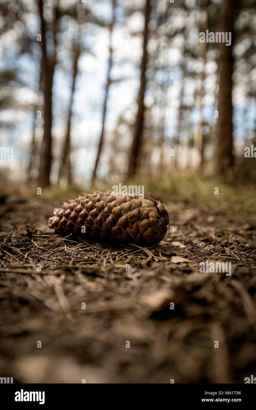 A fallen pine cone on a woodland footpath in afternoon sunlight with ...