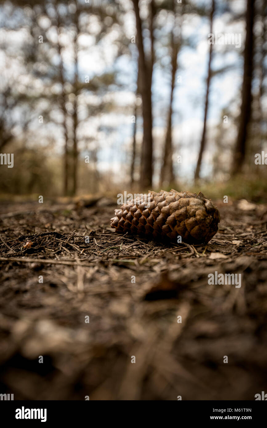 A fallen pine cone on a woodland footpath in afternoon sunlight with ...