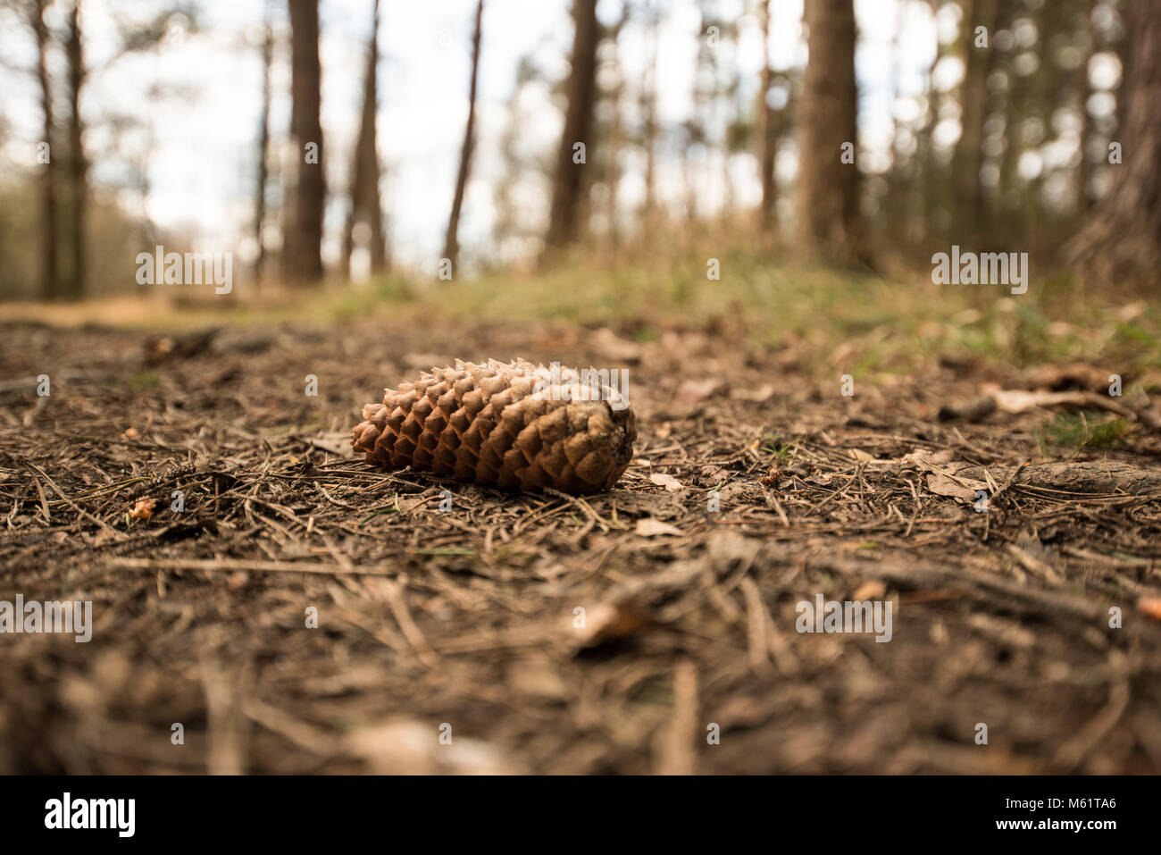 A fallen pine cone on a woodland footpath in afternoon sunlight with ...
