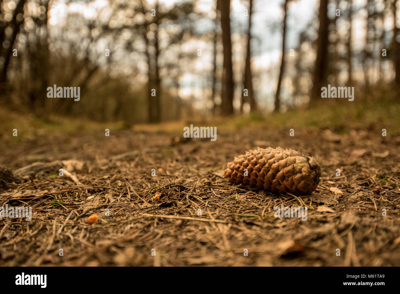 A fallen pine cone on a woodland footpath in afternoon sunlight with ...