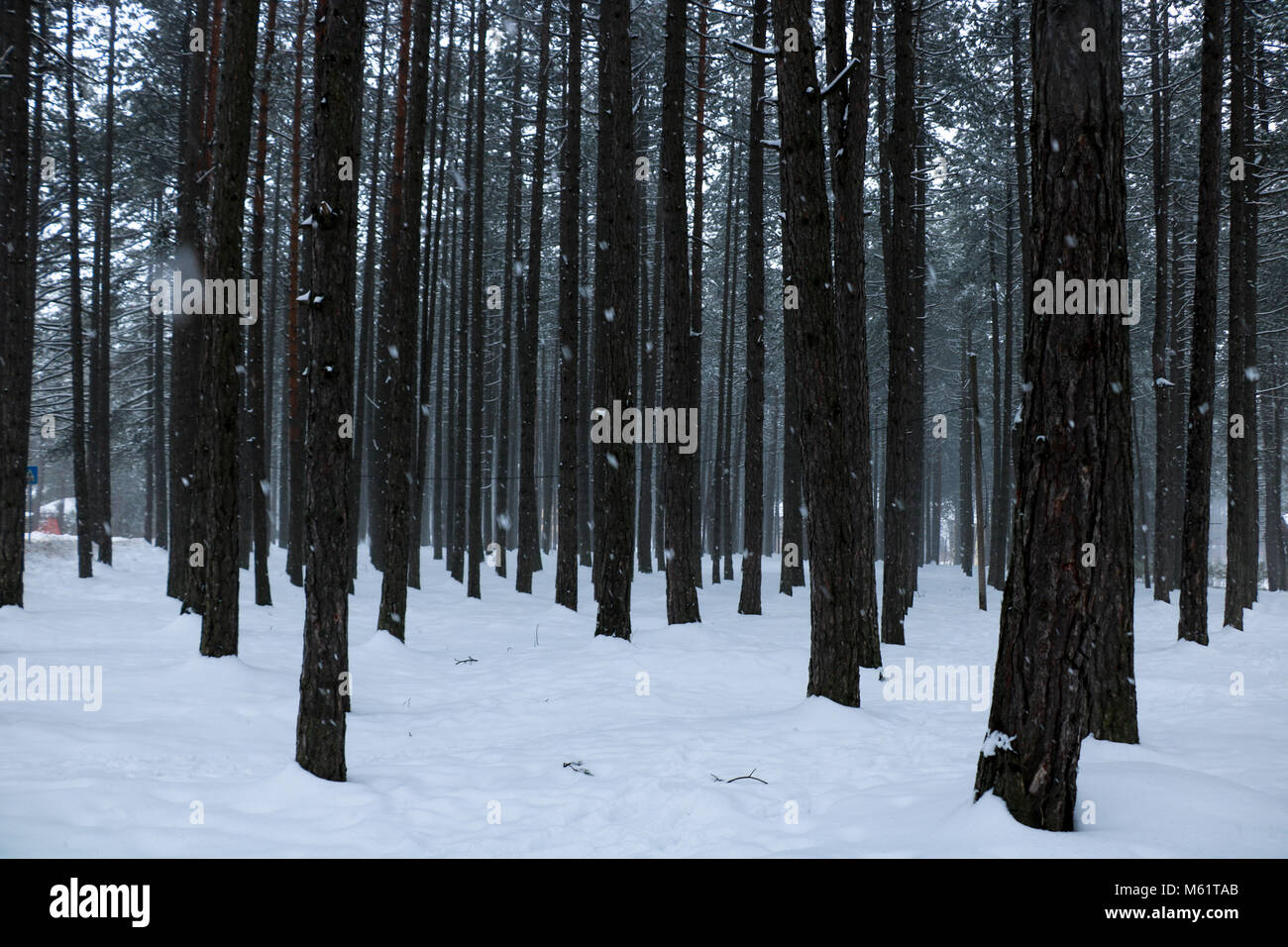 Forest during snowing Stock Photo - Alamy