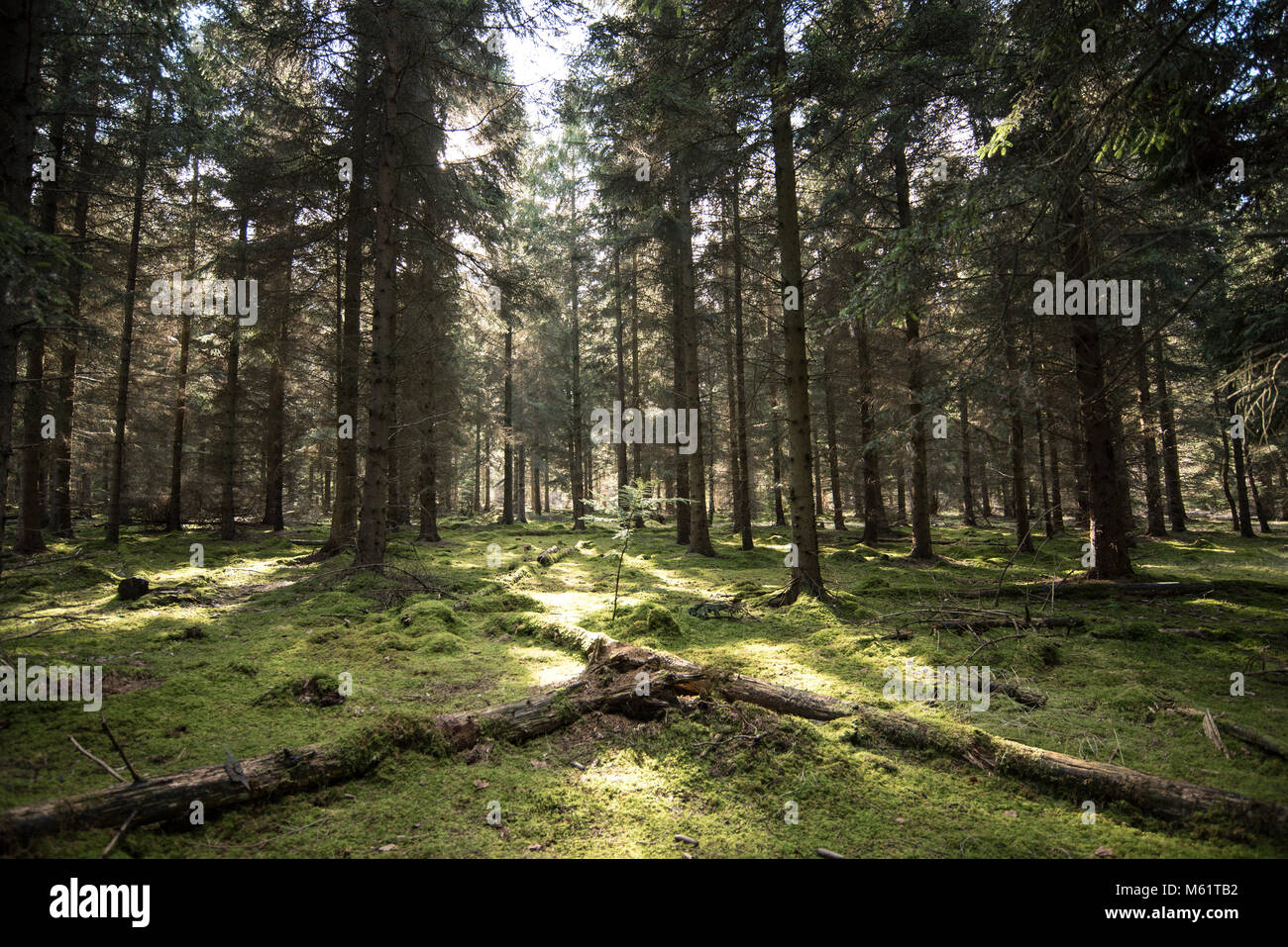 Sunlight through pine trees in a woodland environment with moss covered ...