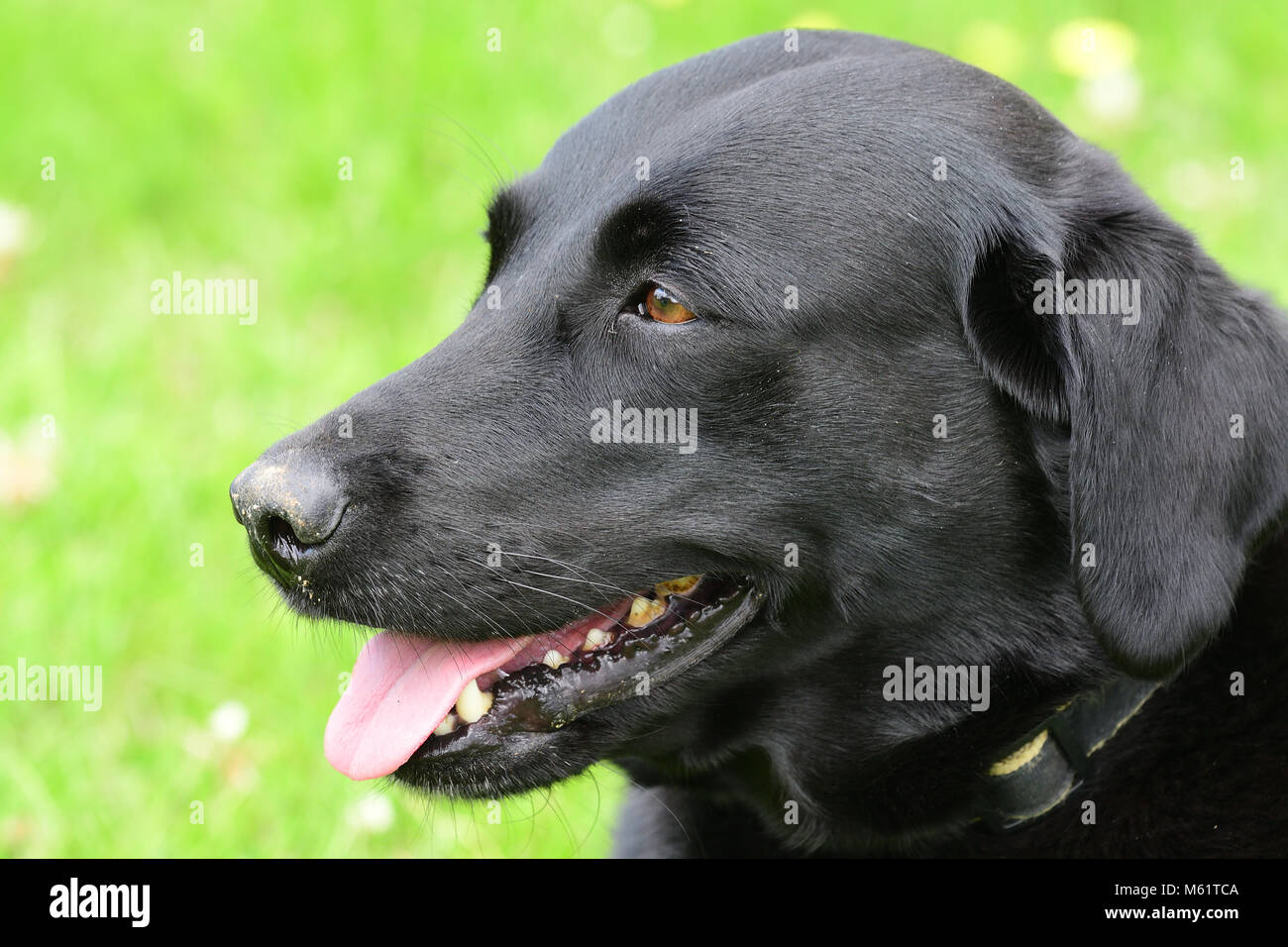 Head shot of a cute black Labrador Stock Photo - Alamy
