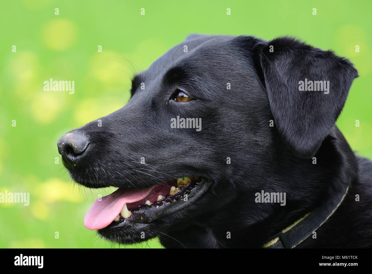 Head shot of a cute black Labrador Stock Photo - Alamy