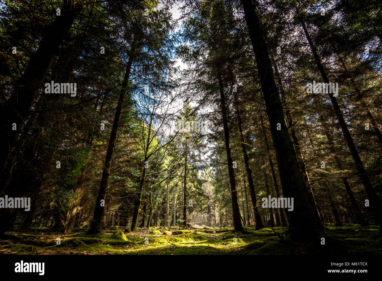 Sunlight through pine trees in a woodland environment with moss covered ...