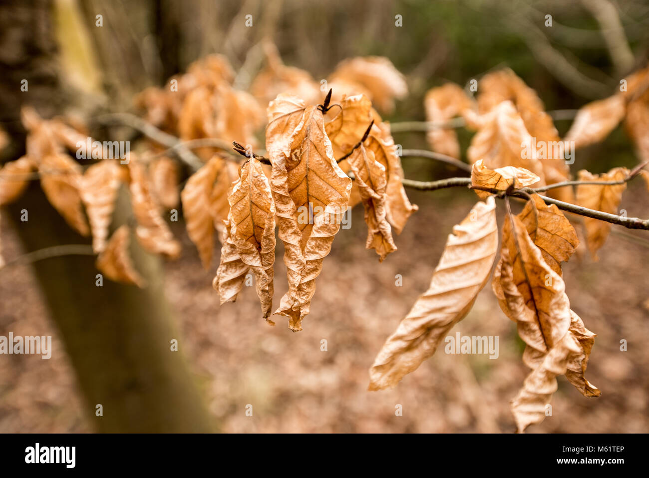 Dried Leaves - Woodland Oxfordshire - UK Stock Photo - Alamy