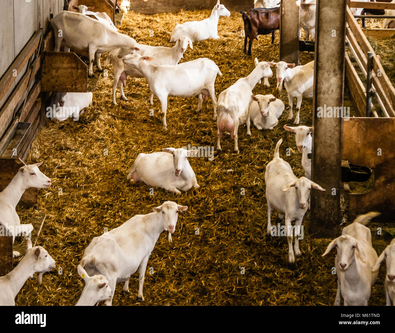 Goats at Metzler whey products. Stop the bitching! Among goats, ranking ...