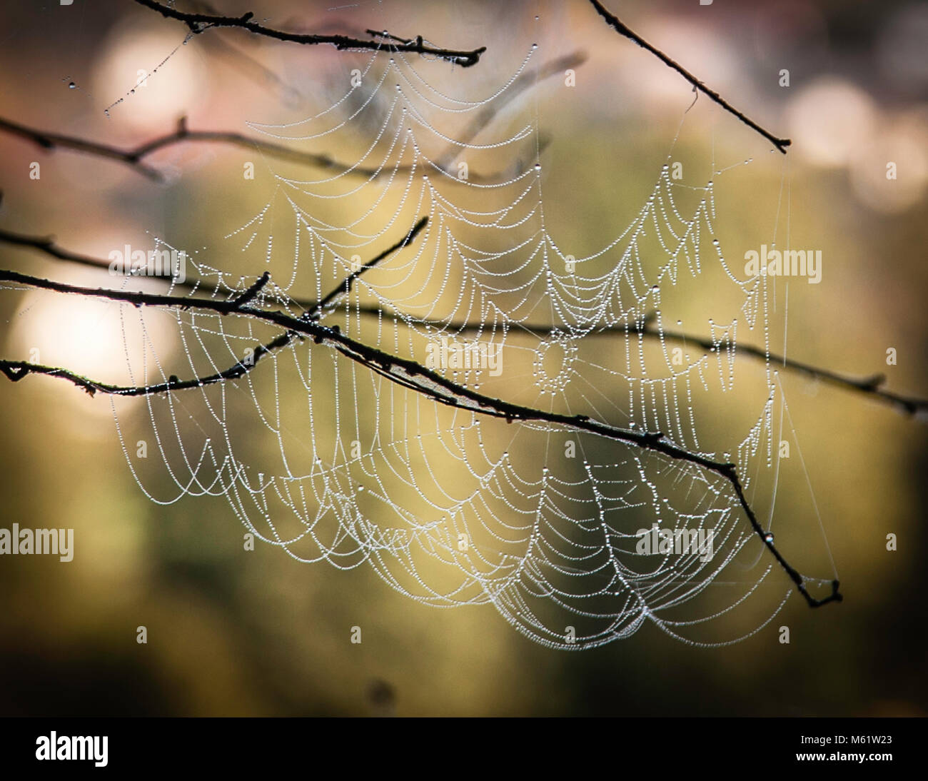 Spider web or cob web in a tree Stock Photo - Alamy