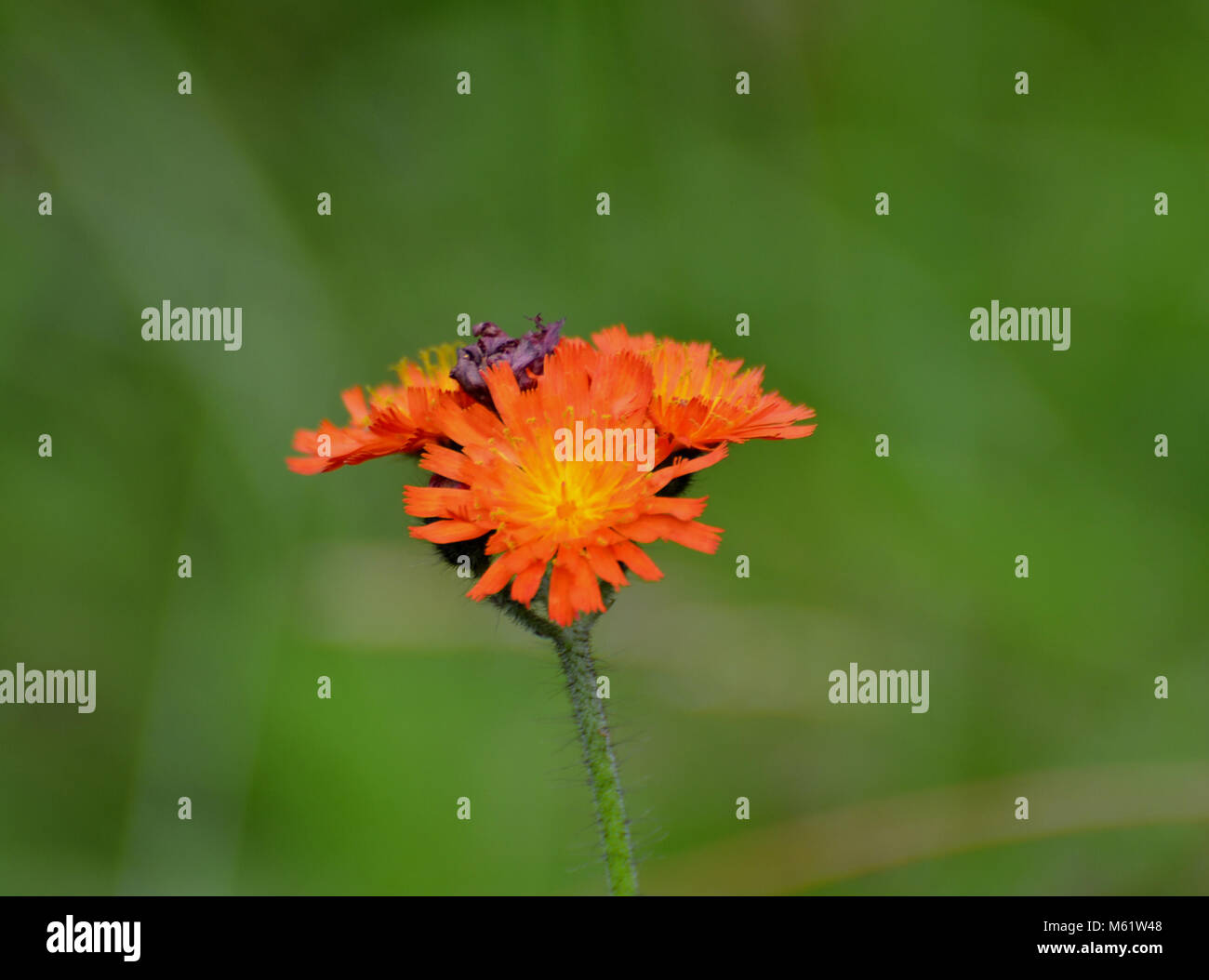 Orange hawkweed / fox and cubs flowers Stock Photo - Alamy