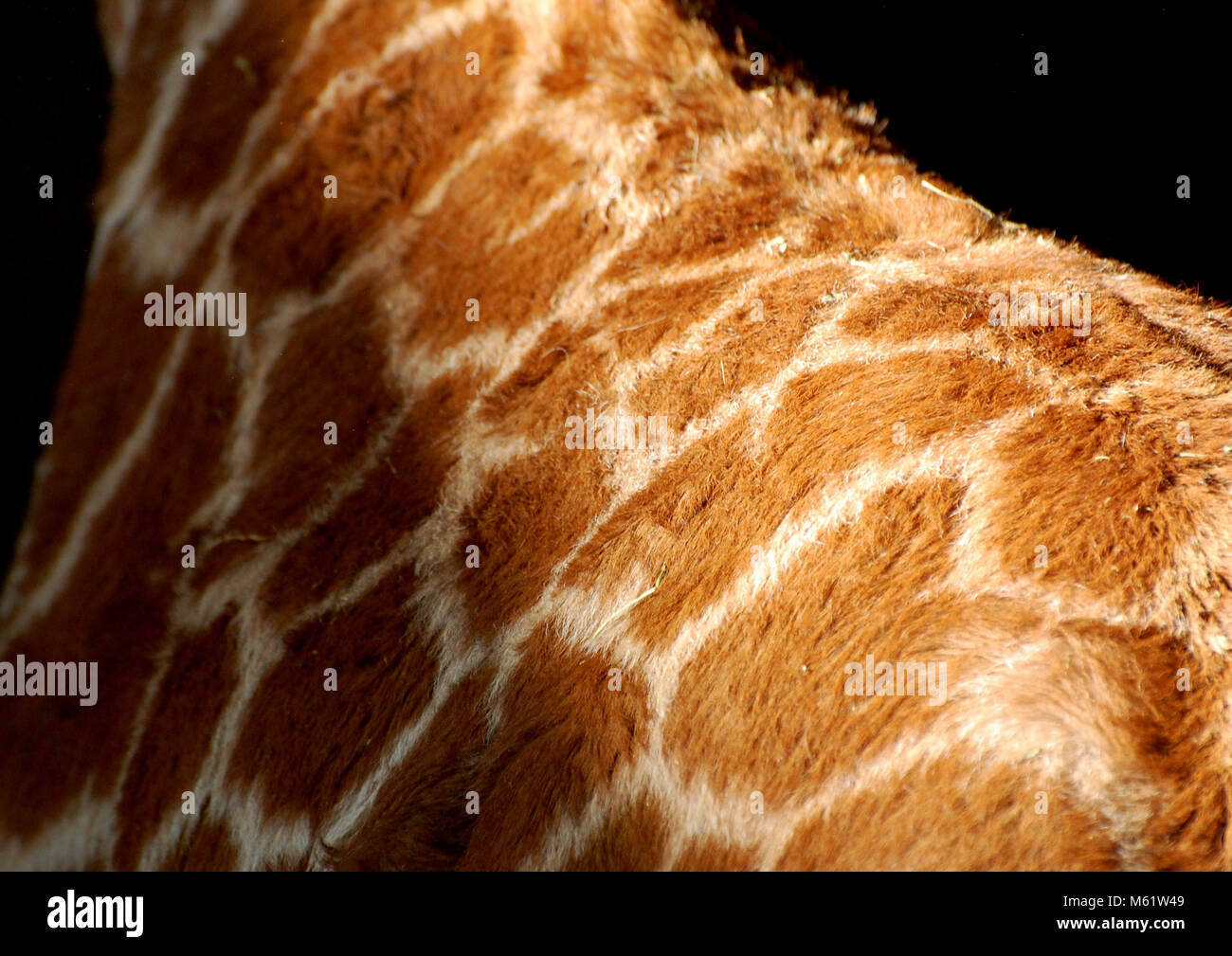 Close up view of giraffe fur in mixed sunlight and shade Stock Photo ...