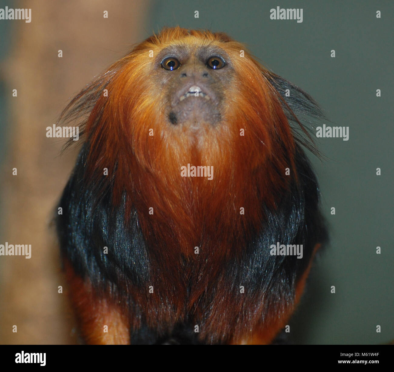 Golden Lion Tamarin monkey face looking upwards Stock Photo - Alamy