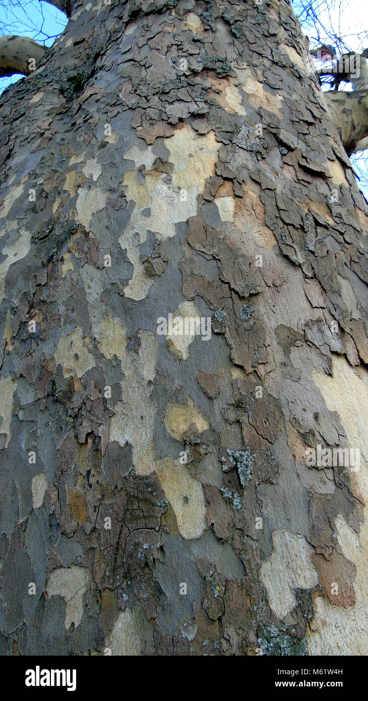 London plane tree bark hi-res stock photography and images - Alamy