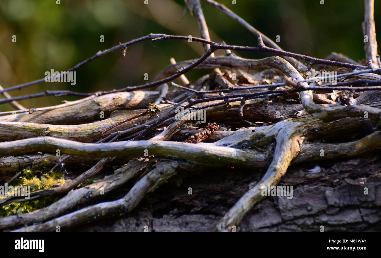 Bundle of twigs, native uk tree twigs Stock Photo - Alamy