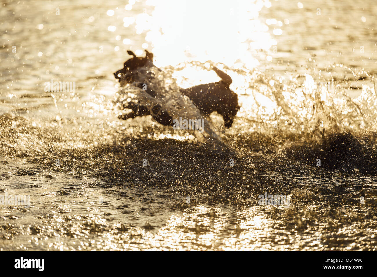 Dog running in water of sea Stock Photo - Alamy