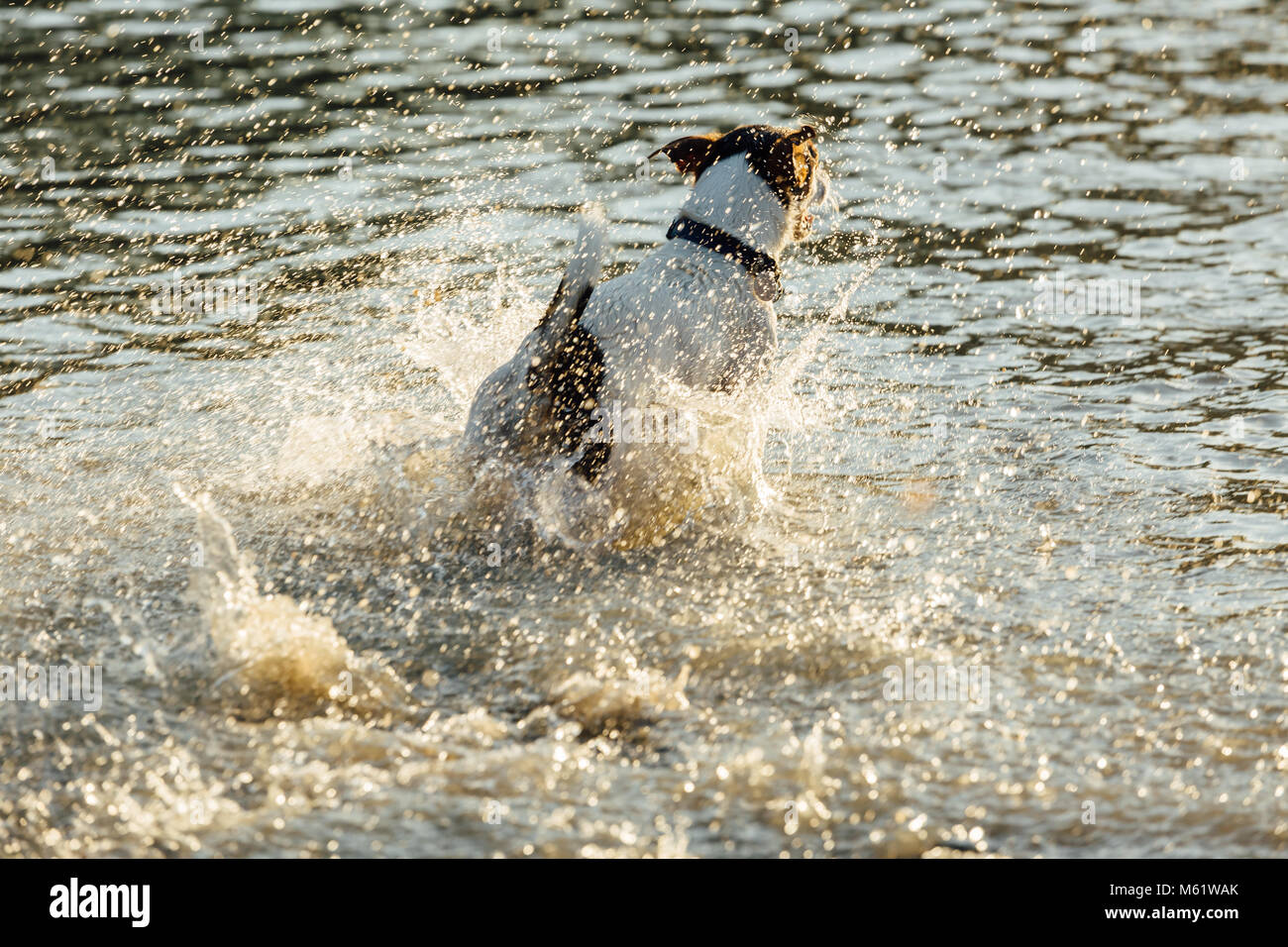 Dog running in water of sea Stock Photo - Alamy