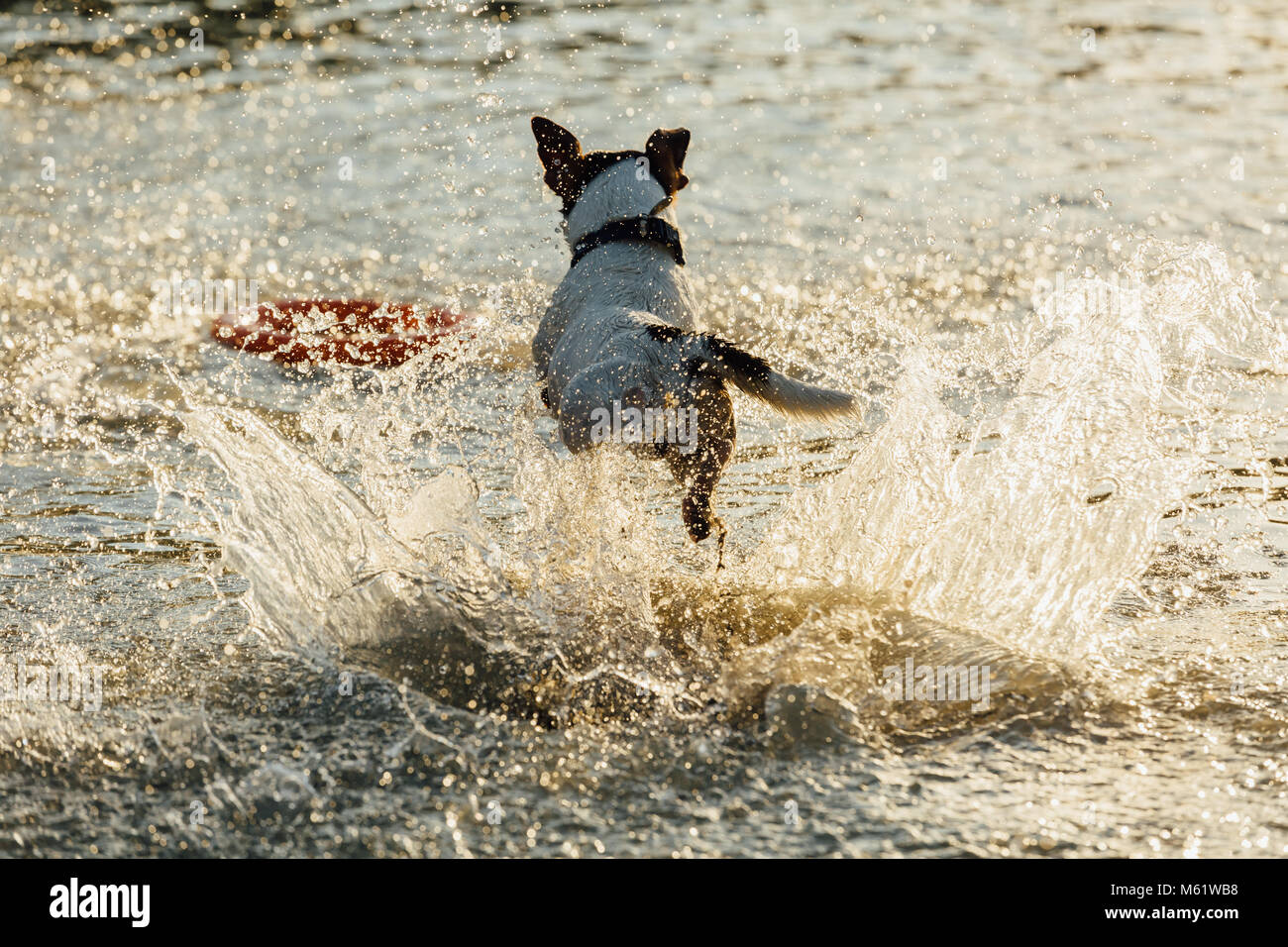 Dog running in water of sea Stock Photo - Alamy