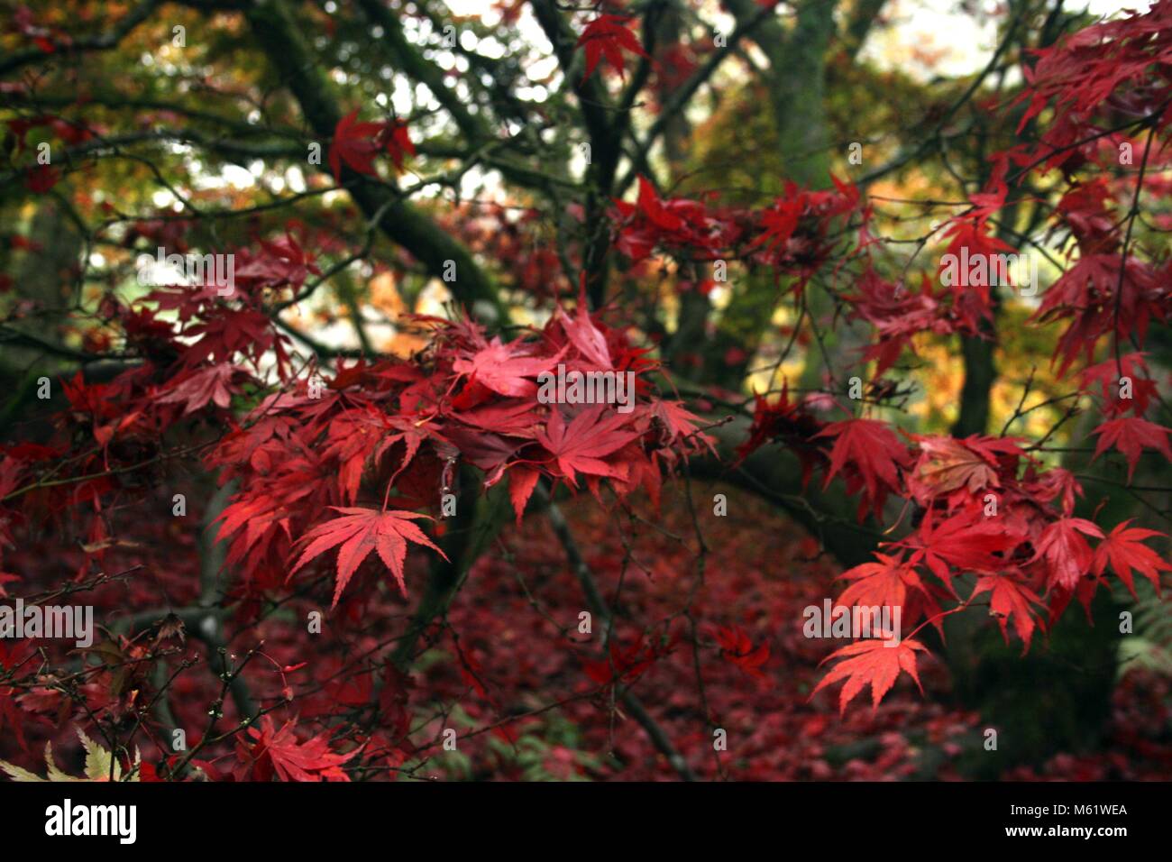 red leaves in autumn Stock Photo - Alamy