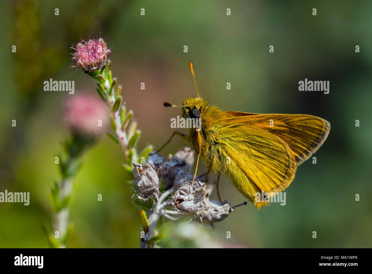 European Skipper (Thymelicus lineola Stock Photo - Alamy