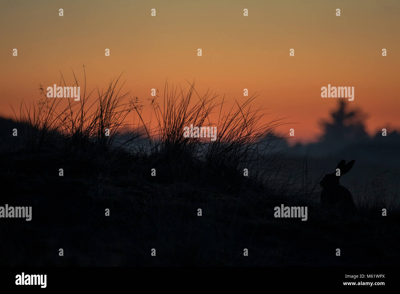 Dune landscape in vadehavet national park hi-res stock photography and ...