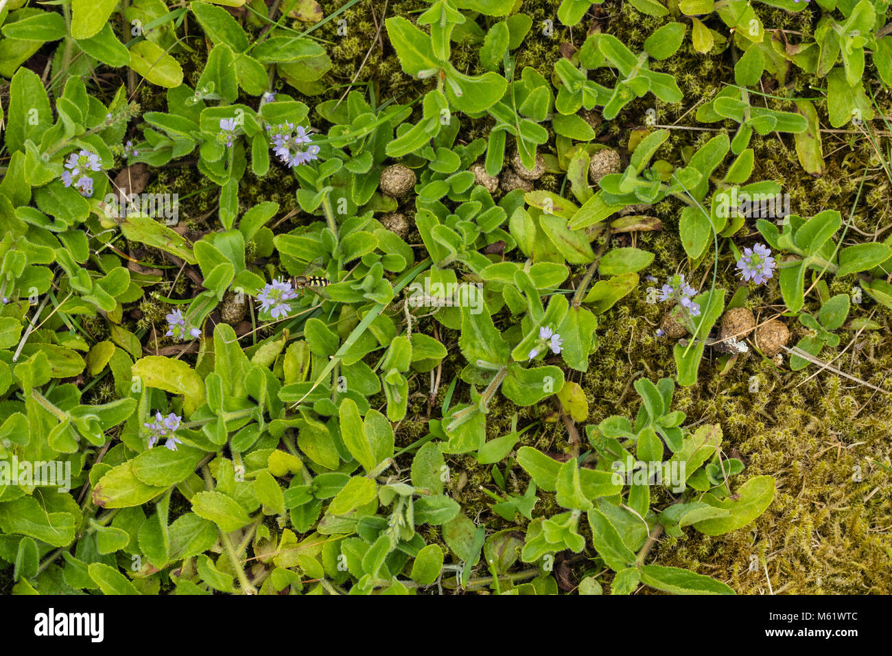 Flowering Heath Speedwell (Veronica officinalis Stock Photo - Alamy