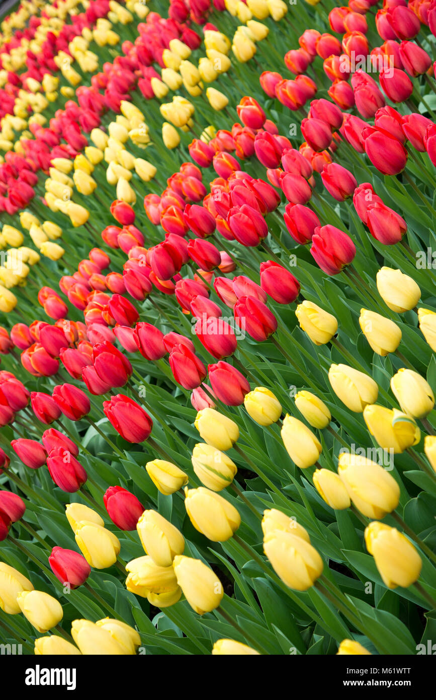Colorful tulips in spring. Tulip field, red and yellow Stock Photo - Alamy