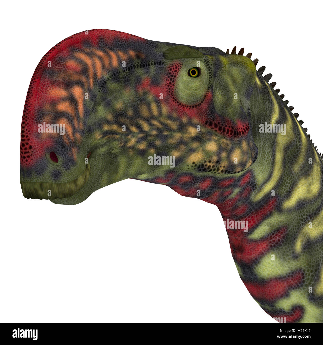 Altirhinus was an iguanodont herbivore dinosaur from the Cretaceous ...