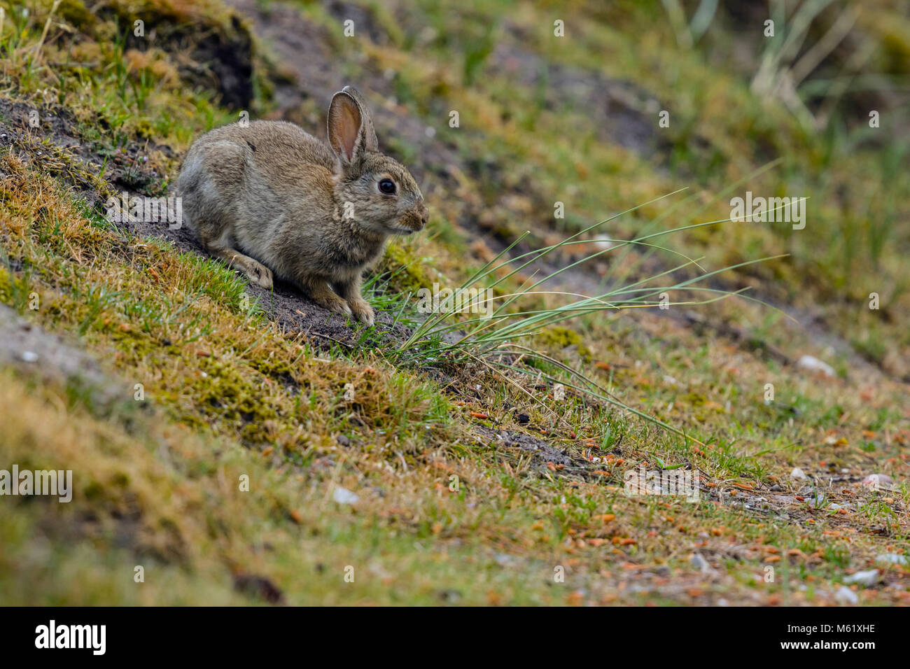 Wildlife dunes hi-res stock photography and images - Alamy