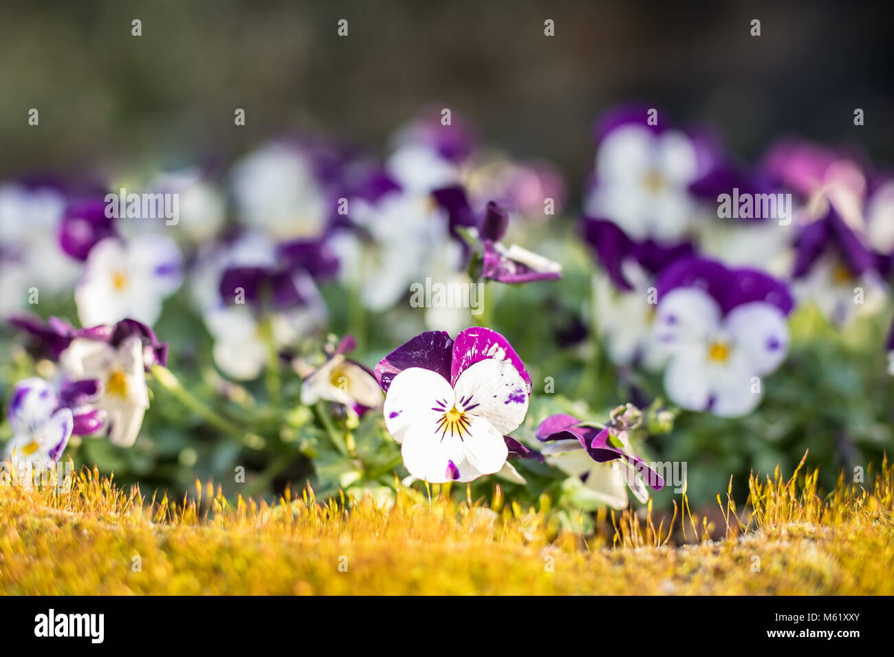 Pansi flower hi-res stock photography and images - Alamy
