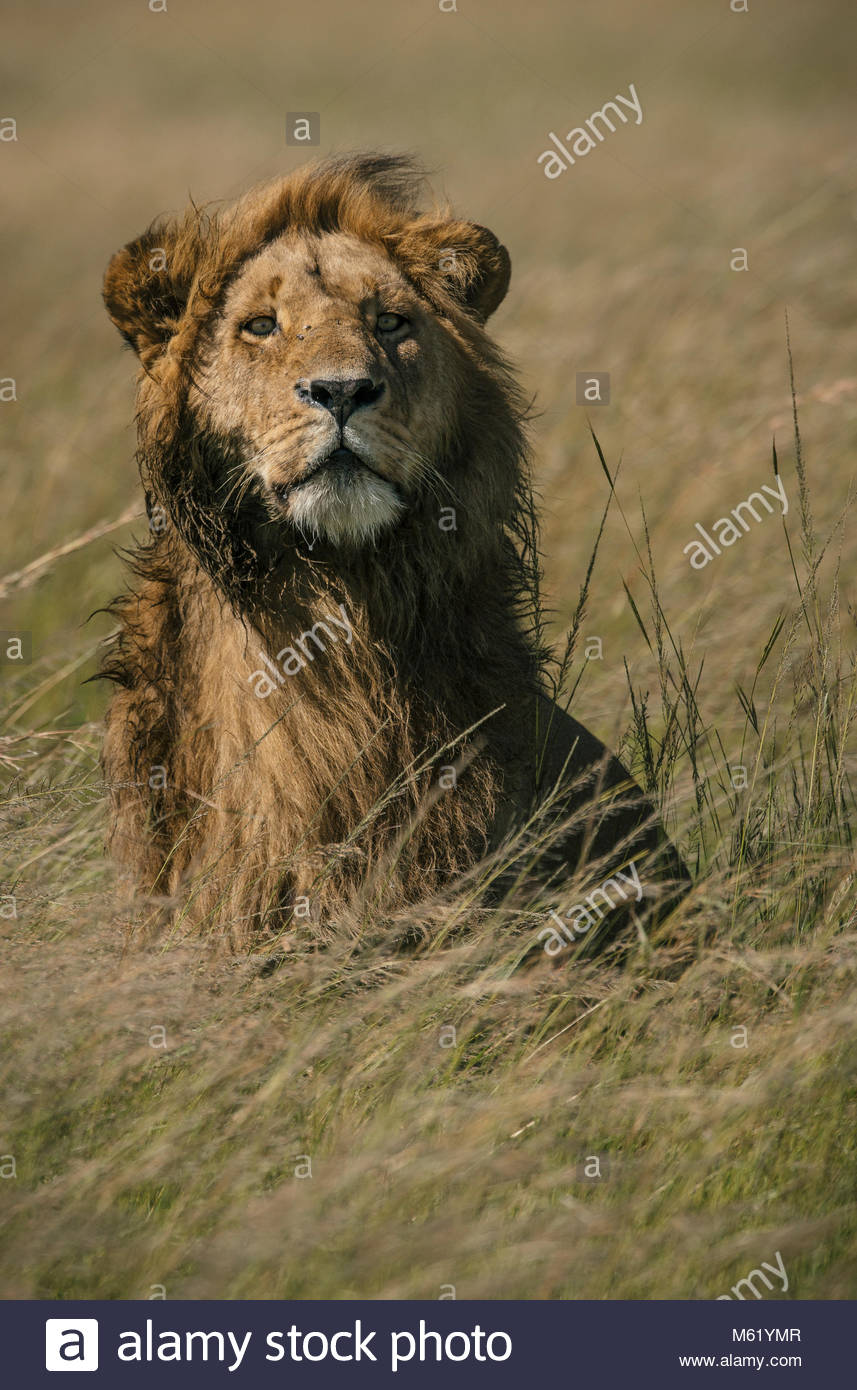Lion Standing Up High Resolution Stock Photography and Images - Alamy