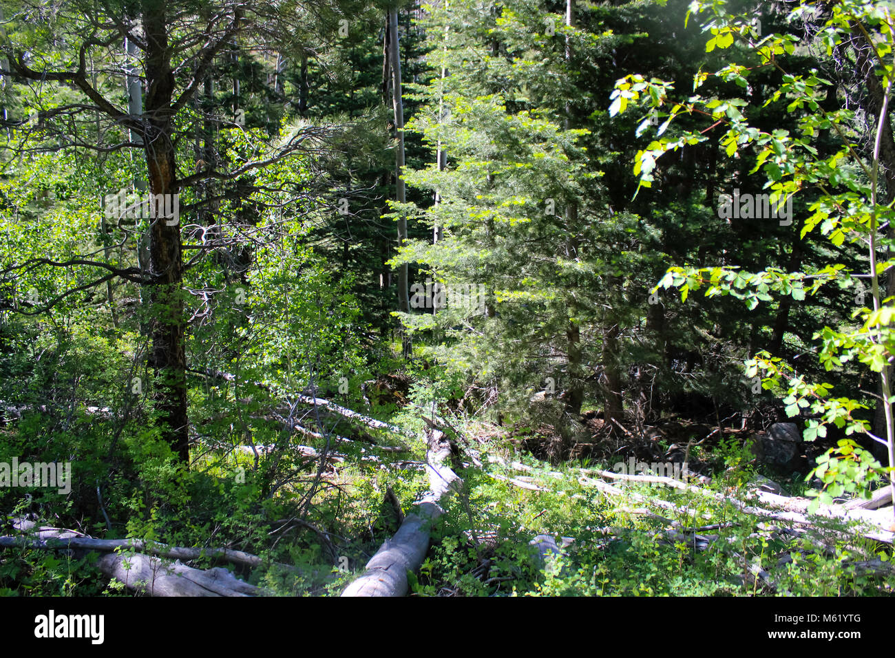 A rugged deep green forest Stock Photo - Alamy