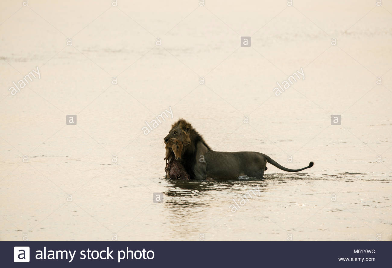 Lion Impala Stock Photos & Lion Impala Stock Images - Alamy