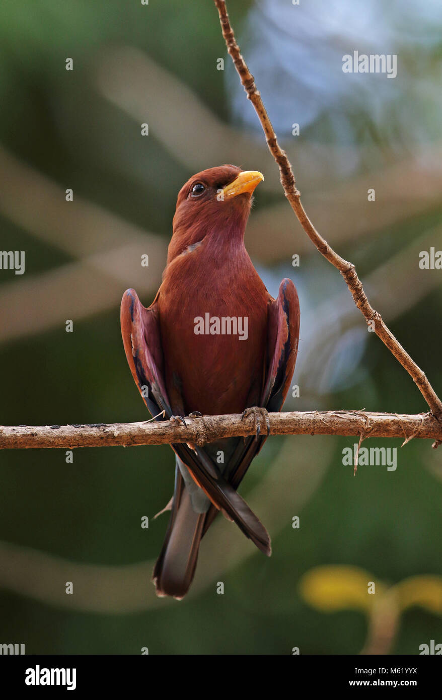 Broad-billed Roller (Eurystomus glaucurus glaucurus) adult perched on ...