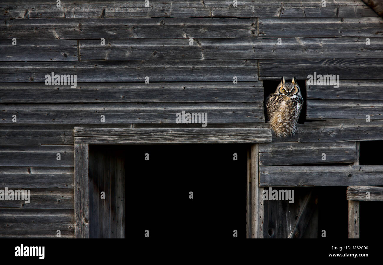 Great Horned Owl in Barn Window Abandoned Stock Photo - Alamy