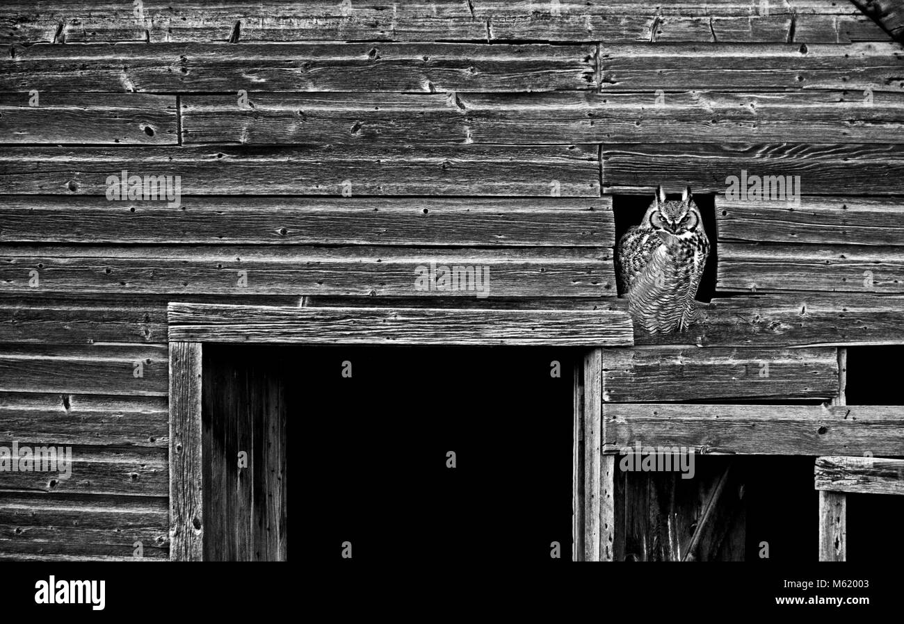 Great Horned Owl in Barn Window Abandoned Stock Photo - Alamy