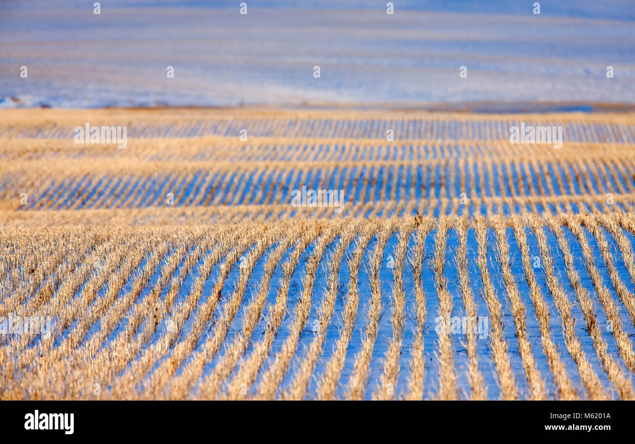Prairie Landscape in Winter Saskatchewan Canada rural Stock Photo - Alamy