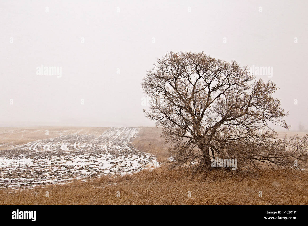 Prairie Landscape in Winter Saskatchewan Canada rural Stock Photo - Alamy
