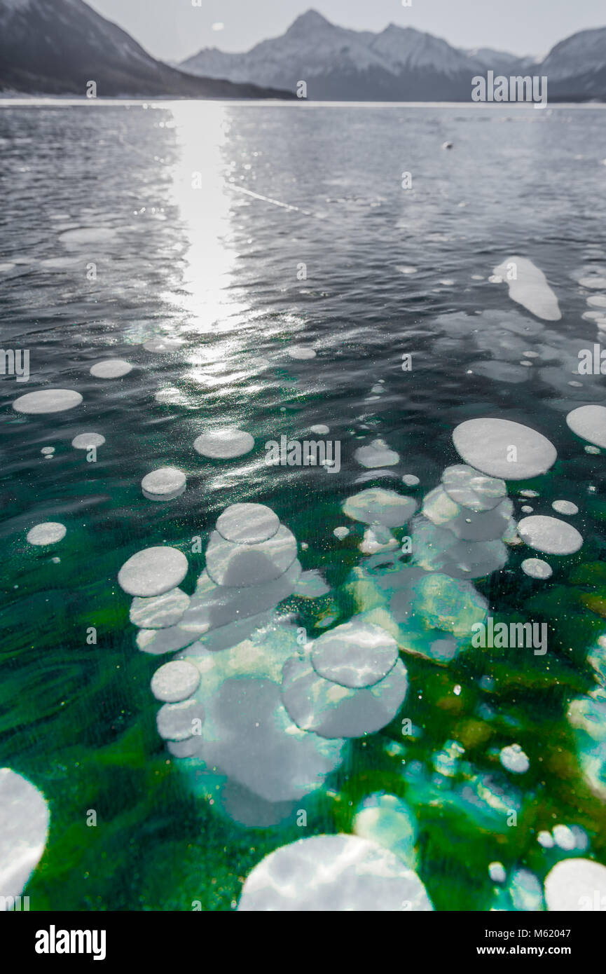 Abraham Lake Frozen Bubbles Stock Photo - Alamy