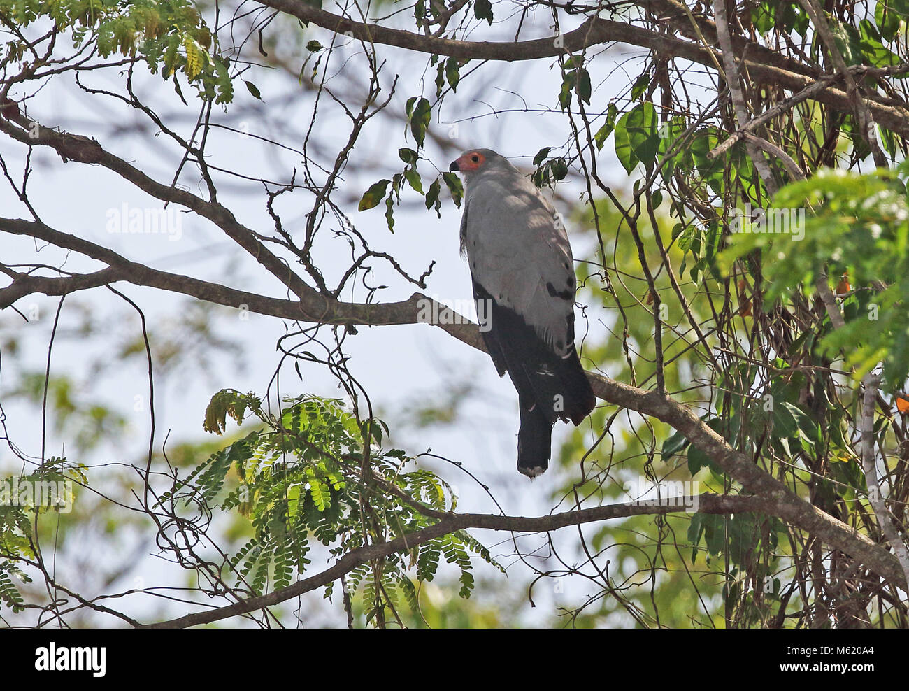 Madagascar Harrier-hawk (Polyboroides radiatus) adult perched on branch ...