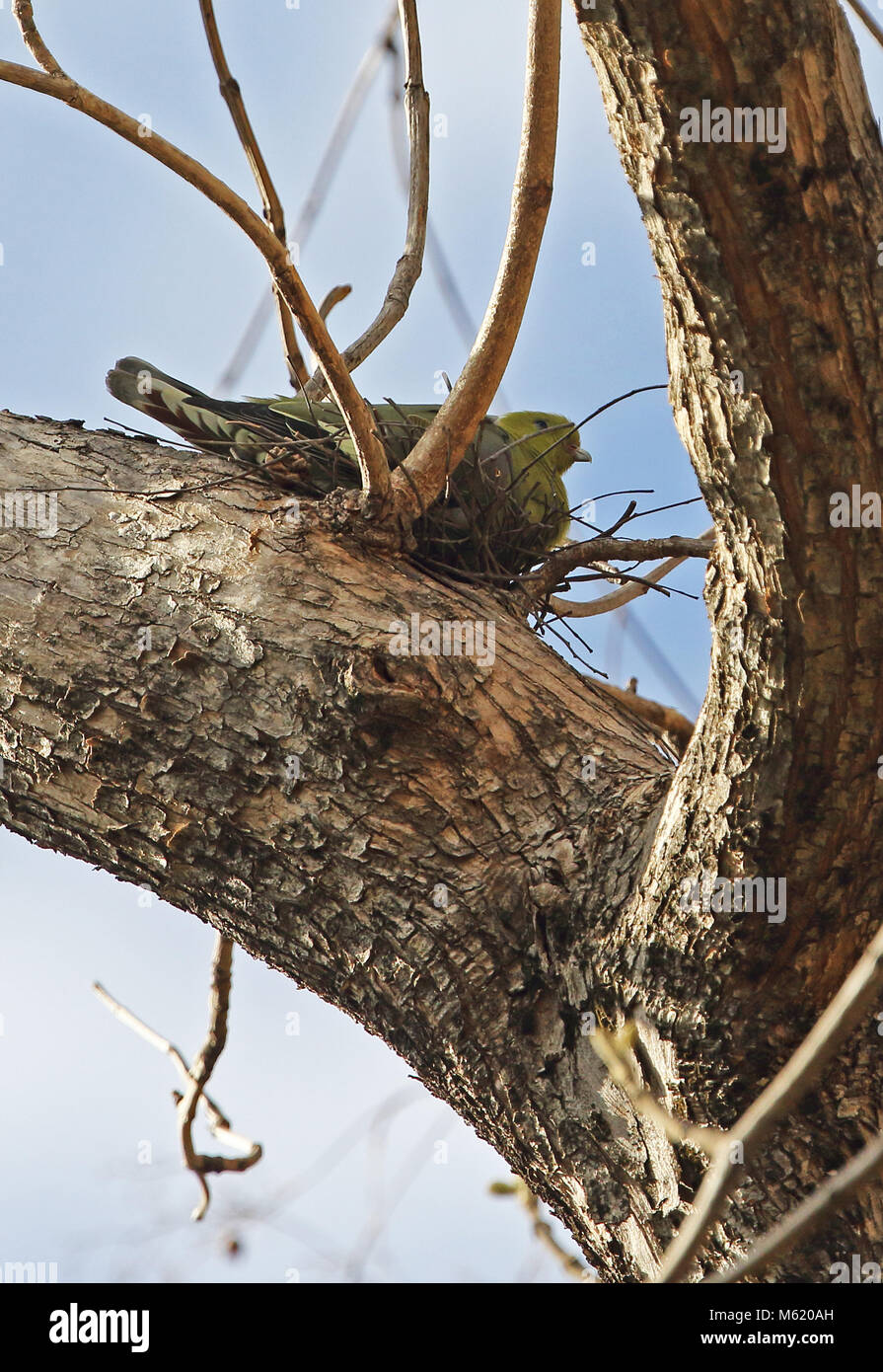 Madagascar Green-pigeon (Treron australis xenius) adult sitting on nest ...