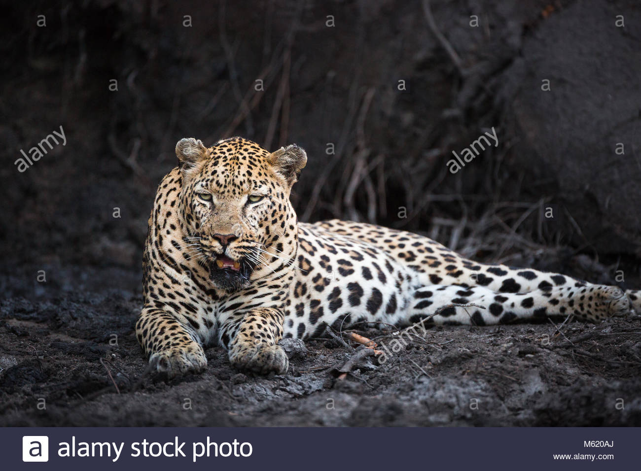 Leopard Male Panthera Pardus Stock Photos & Leopard Male Panthera ...