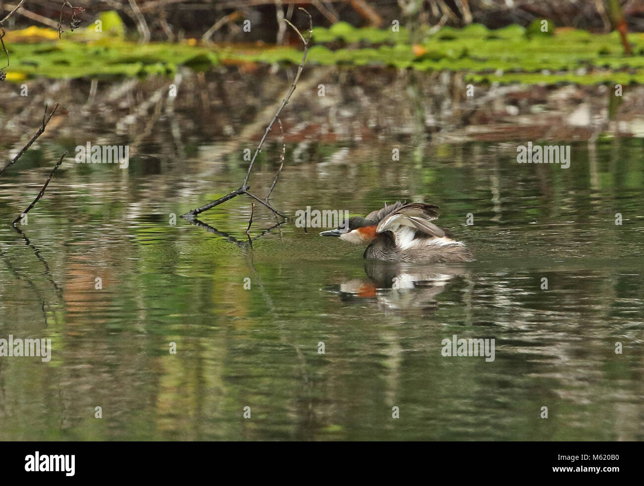 Madagascar Grebe (Tachybaptus pelzelnii) adult on lake wing-stretching ...
