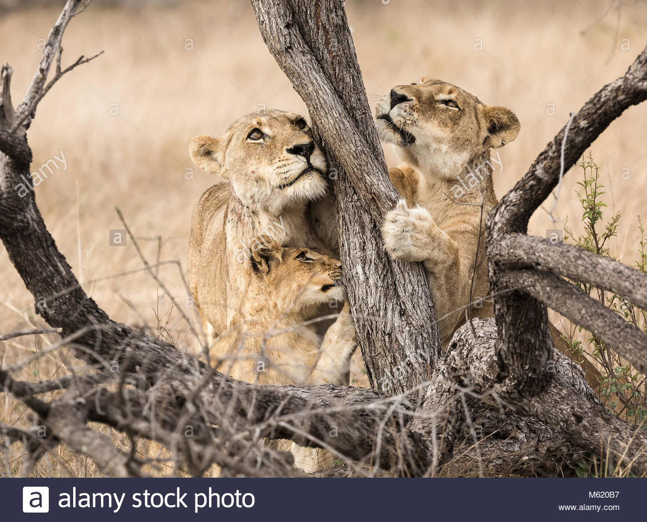 Lion Scratching Stock Photos & Lion Scratching Stock Images - Alamy